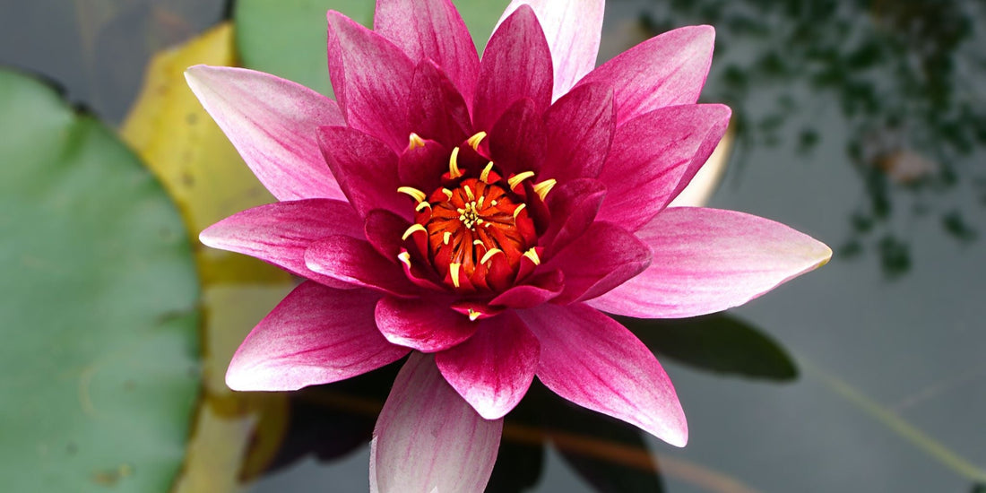 ¿Cuál es el significado de la flor de loto? – Persa Flores